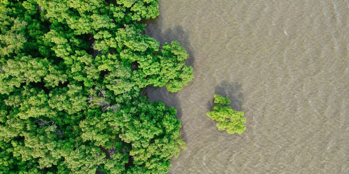EAD, Dendra Systems advancing mangrove restoration via technology ... EAD, Dendra Systems advancing mangrove restoration via technology ...
